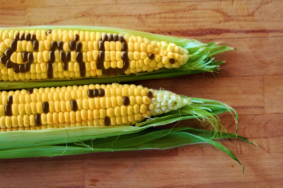 Is all corn GMO?