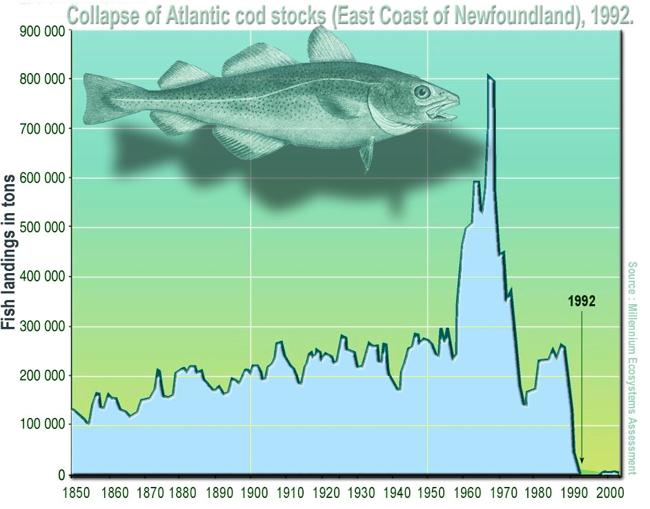 Is Atlantic cod overfished?
