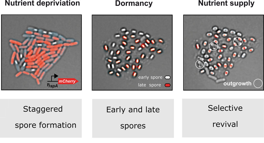 Is Bacillus subtilis a spore-forming?