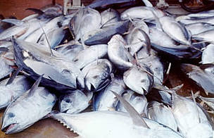 Is bluefin tuna banned?