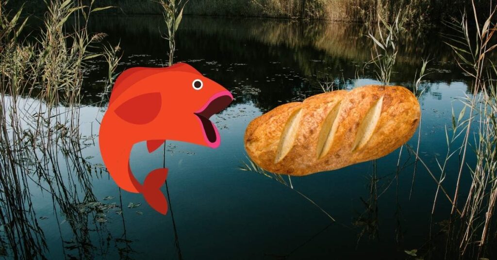 Is bread good for fish?