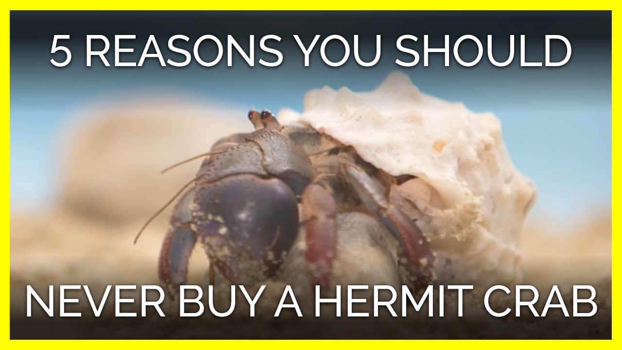 Is buying hermit crabs ethical?