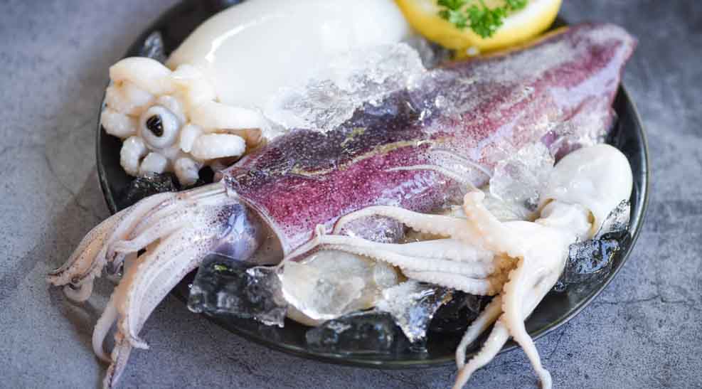 Is calamari made from squid or octopus?