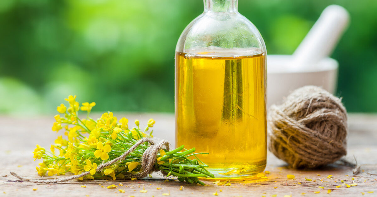 Is canola oil a GMO product?