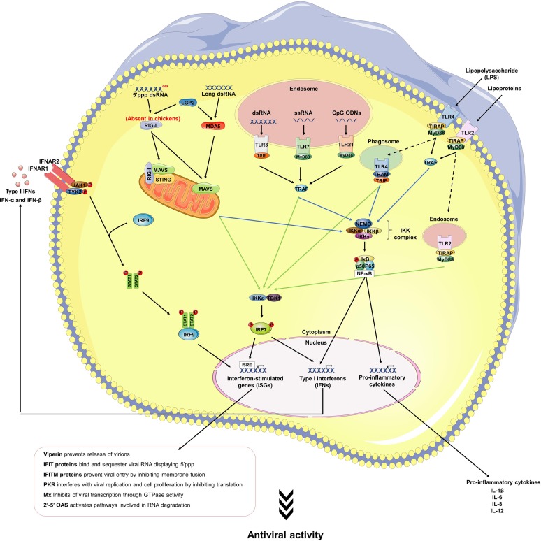 Is chicken an antiviral?