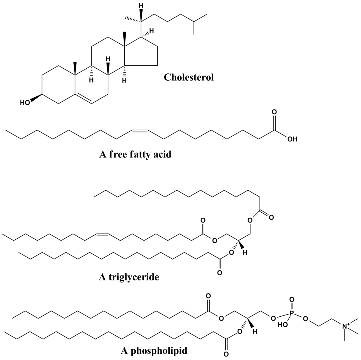 Is cholesterol a fat or lipid?