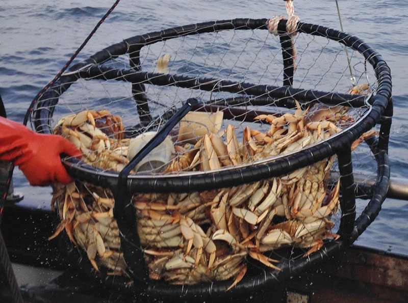 Is commercial crabbing open in California?