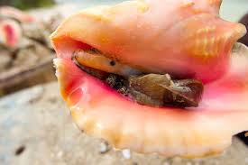 Is conch healthy to eat?