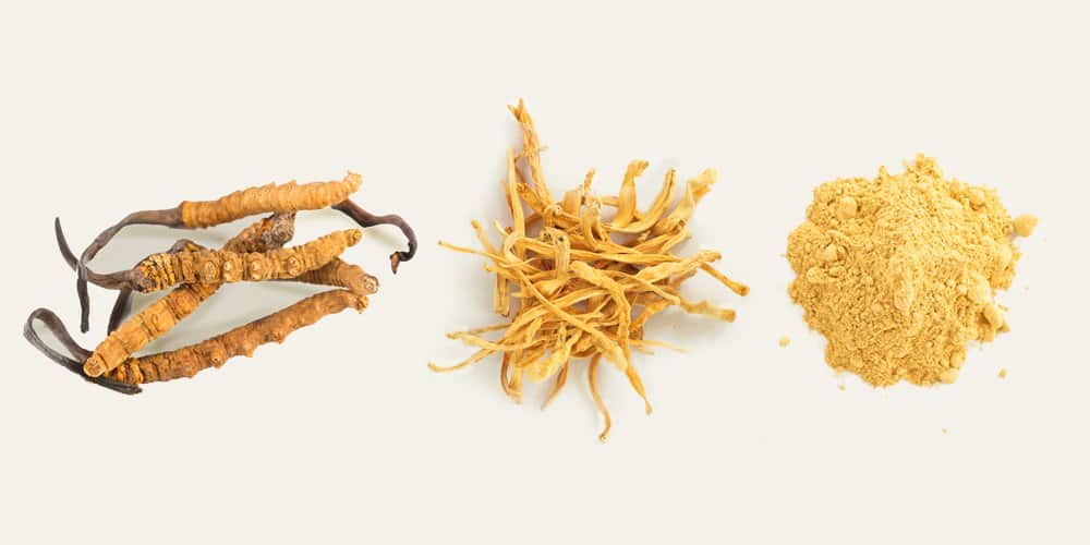 Is cordyceps a stimulant?