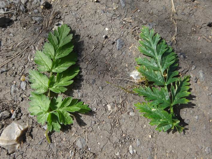 Is cow parsley the same as hemlock?