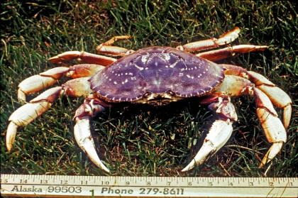 Is crabbing season open in WA?