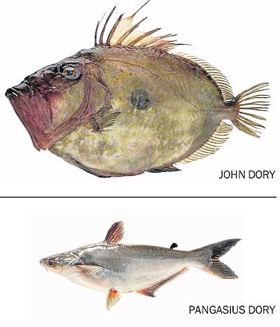 Is Dory fish same as pangasius?