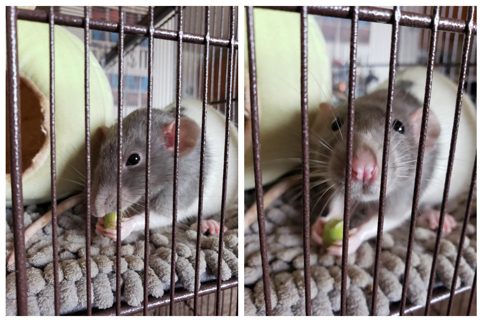 Is edamame bad for rats?