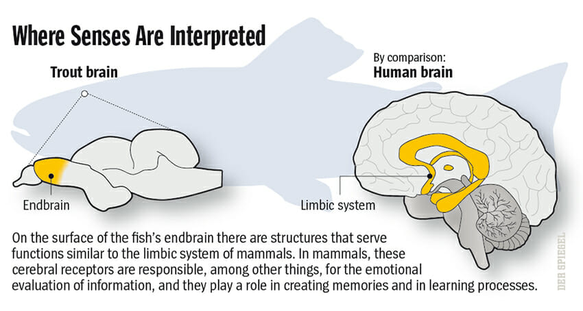 Is fish good for the human brain?