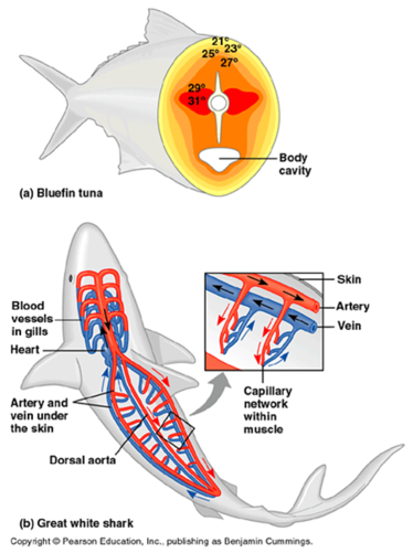 Is fish heat for body?