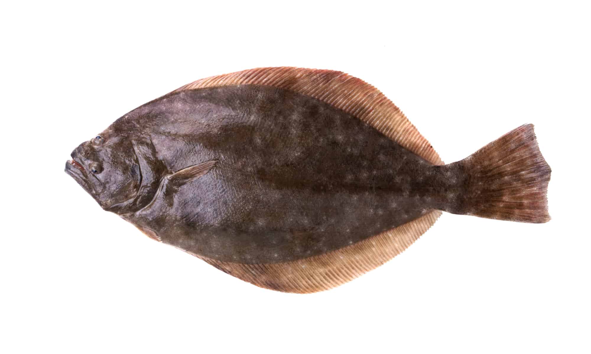 Is flounder soft or firm?
