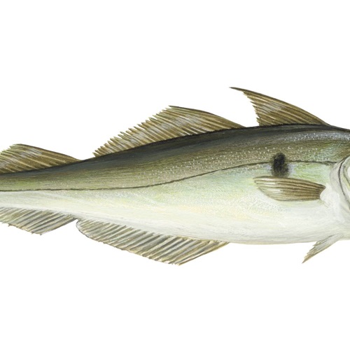 Is Haddock a sustainable fish?