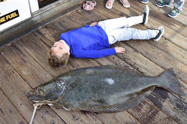 Is halibut thicker than cod?