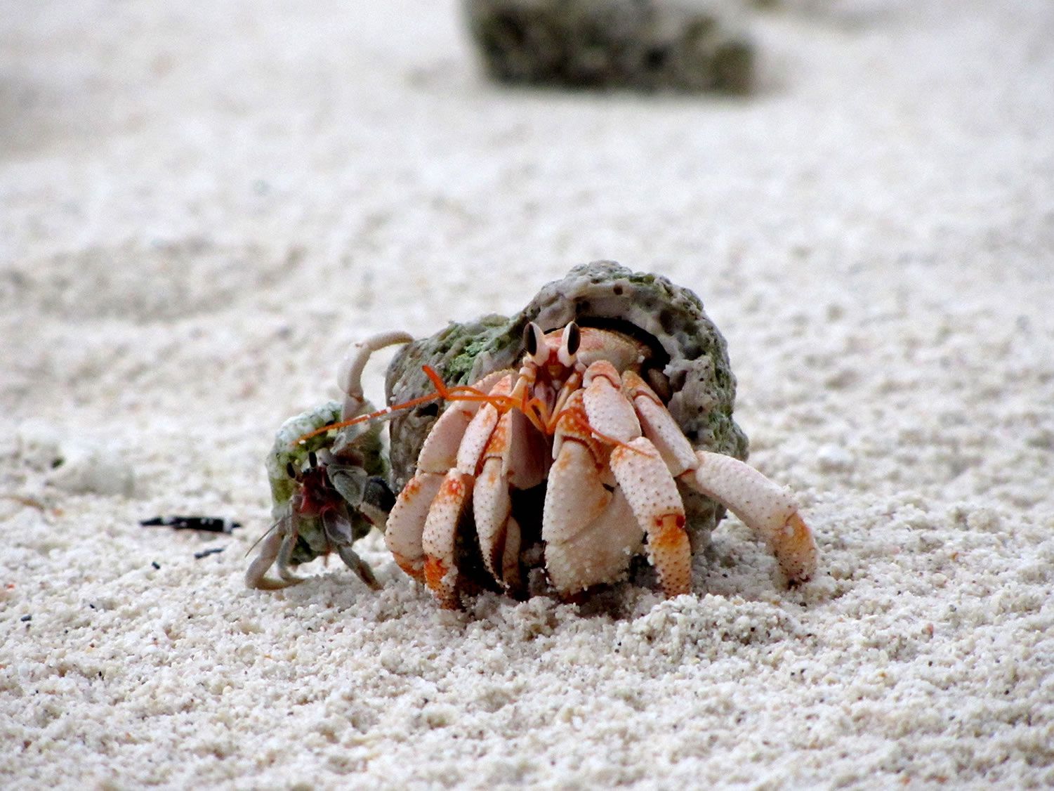 Is it bad to have hermit crabs as pets?