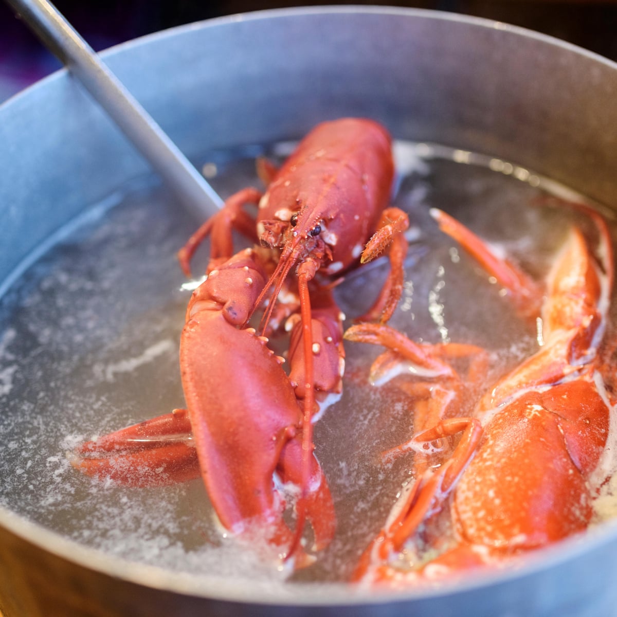 Is it better to boil lobster alive?