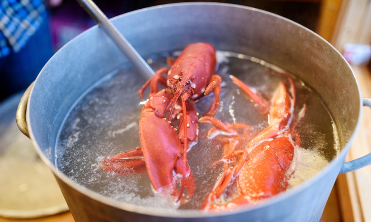 Is it better to boil or steam live lobsters?