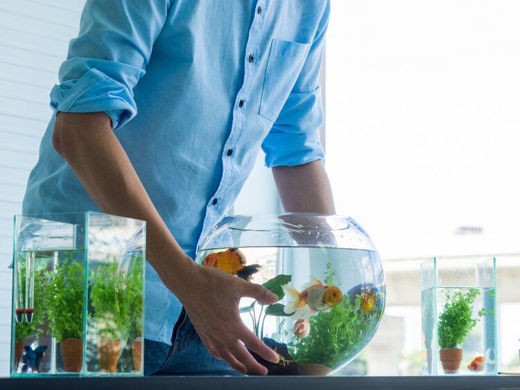 Is it cruel to keep fish in small tank?