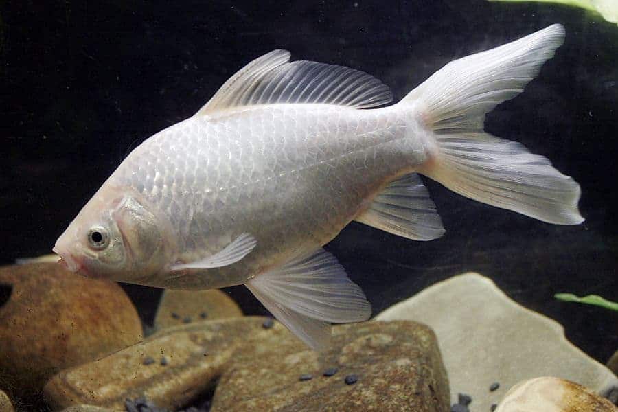 Is it normal for a goldfish to turn white?