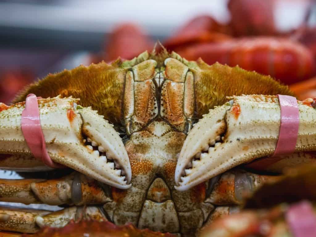 Is it normal for crab to smell fishy?