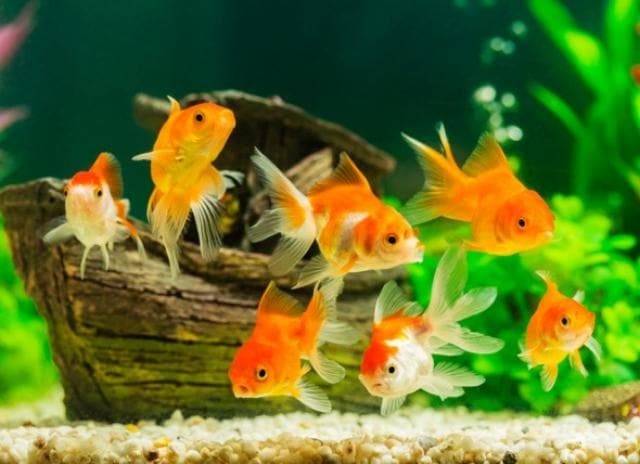 Is it OK to keep fish in a bowl?