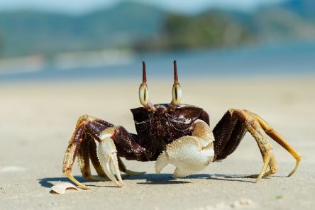Is it safe to eat crab from the beach?