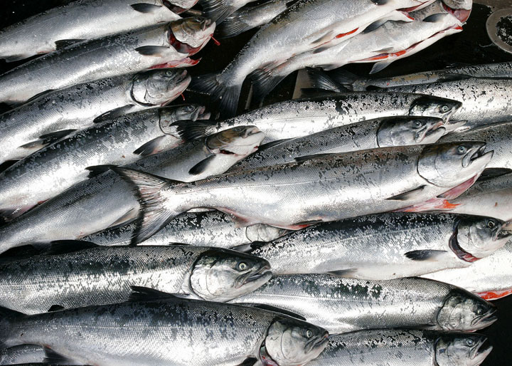 Is it safe to eat fish caught in Alaska?