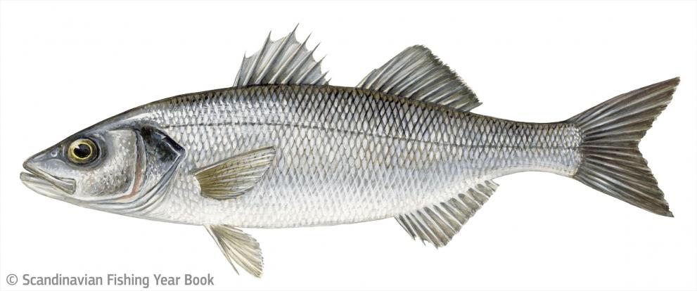 Is it sea bass or seabass?