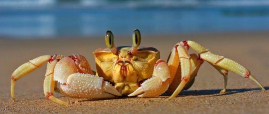 Is it true that crabs can only walk sideways?