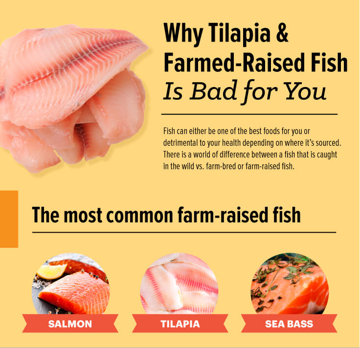 Is it true that tilapia is bad for you?