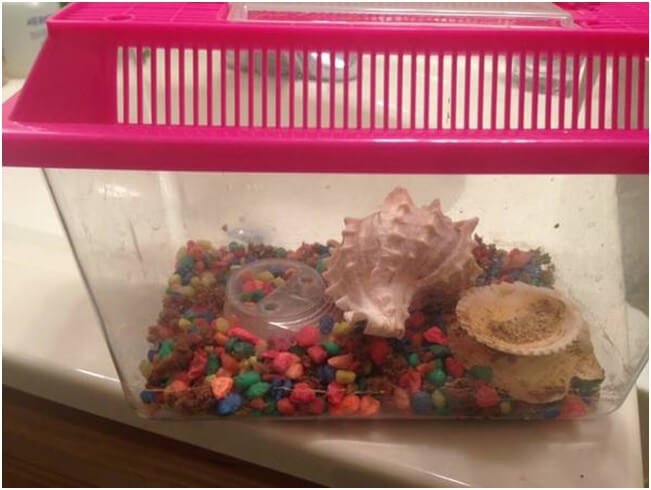 Is keeping hermit crabs cruel?