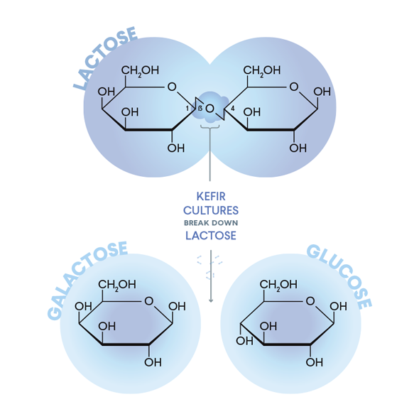 Is kefir lactose intolerant?