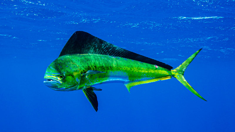 Is mahi mahi also called dolphin?