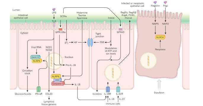 Is microbiota innate immunity?