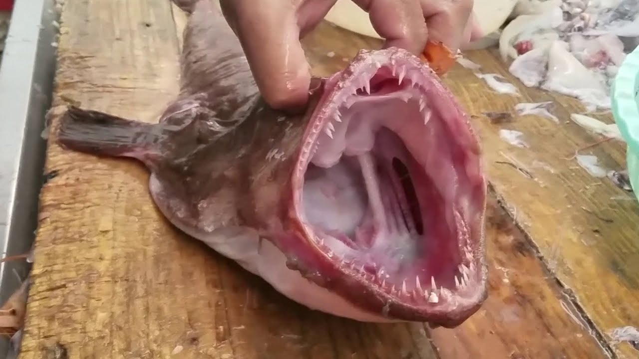 Is monkfish similar to halibut?