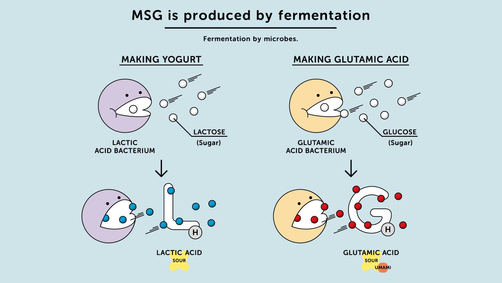 Is MSG soy based?