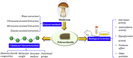 Is mushroom extract better?