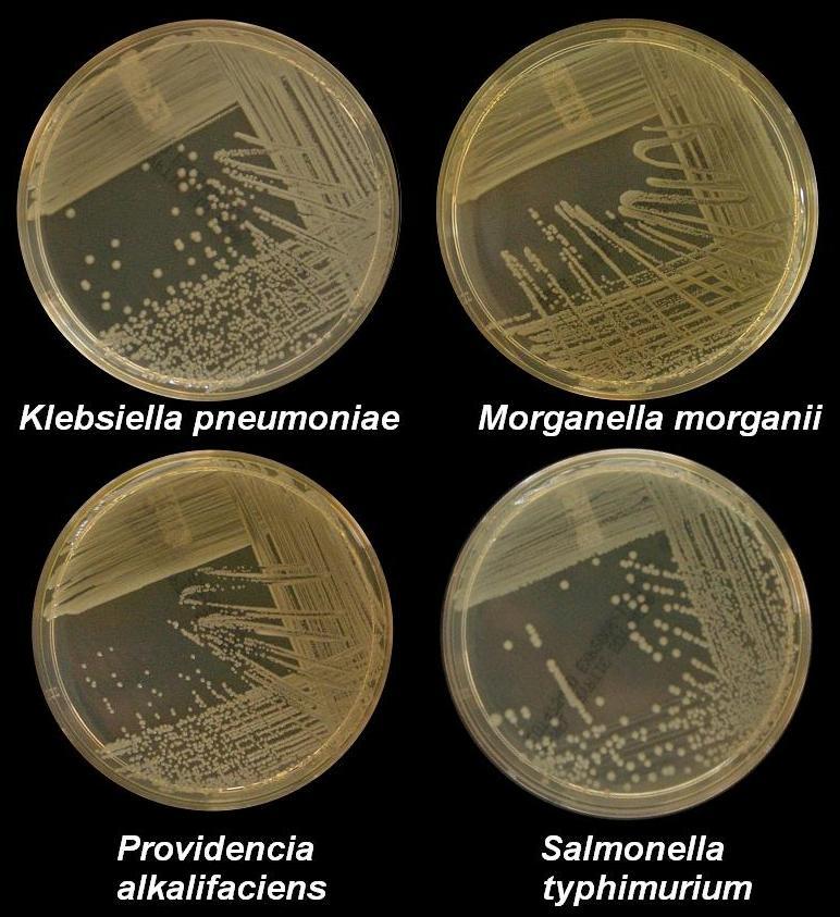 Is nutrient agar a solid medium?