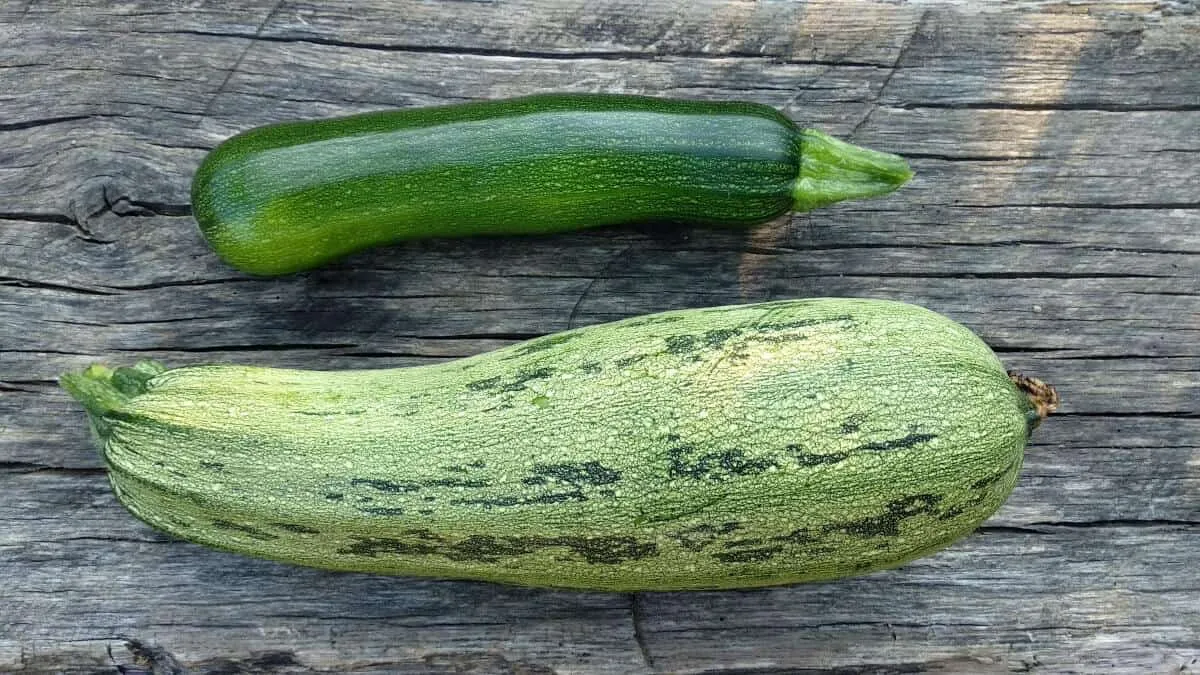 Is overgrown zucchini still good?