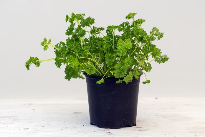 Is parsley easy to grow?