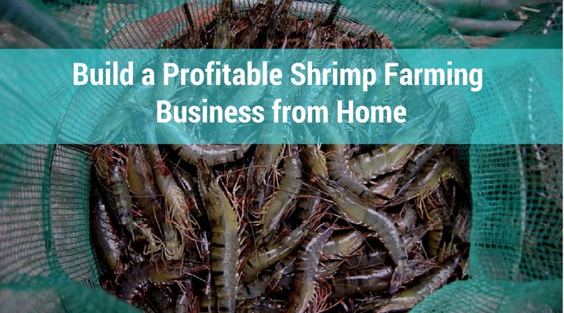 Is prawn farming a profitable business?