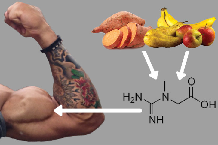 Is protein or carbohydrates more important to build muscle?