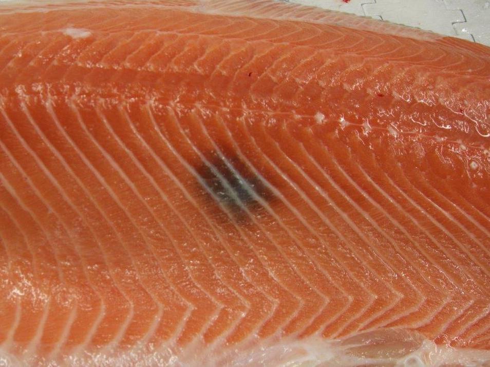 Is salmon considered a dark fish?