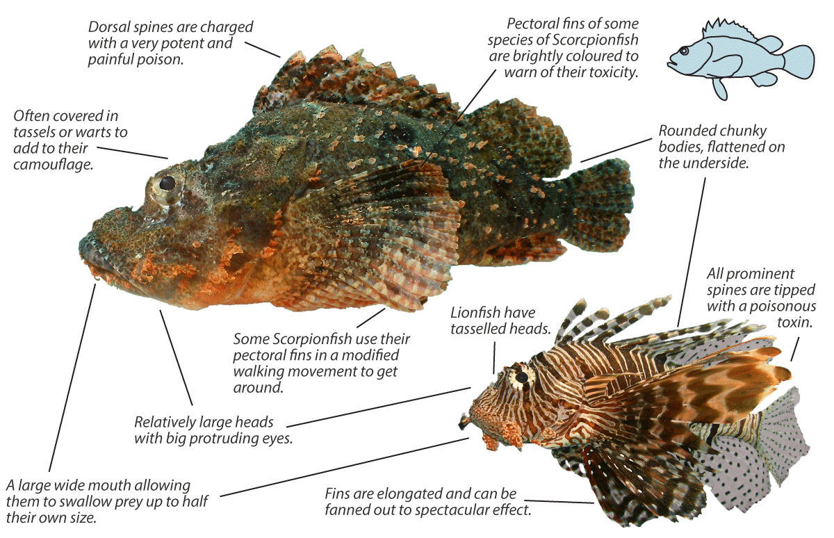 Is scorpion fish venom toxic?