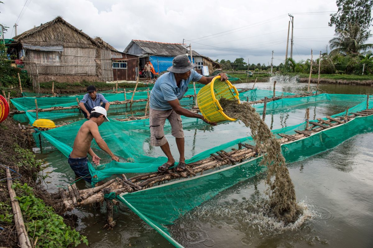Is shrimp farming harmful to fish?