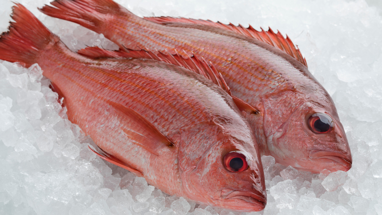 Is snapper a flaky fish?